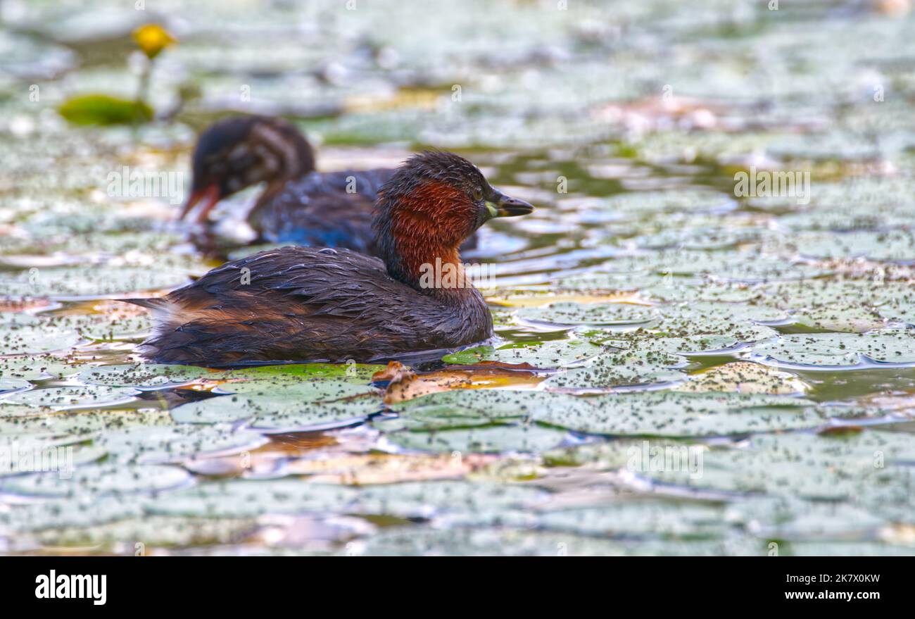 Grebe preening hi-res stock photography and images - Alamy