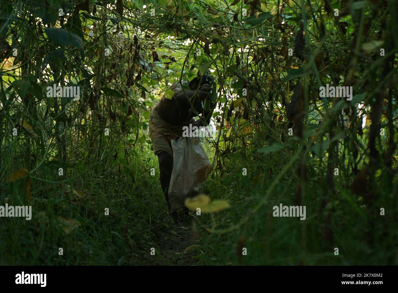 Sylhet, Sylhet, Bangladesh. 19th Oct, 2022. A farmer is collecting ...