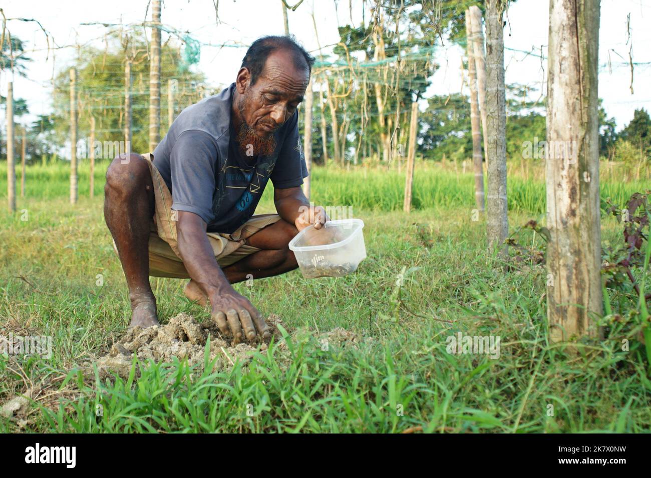 Sylhet, Sylhet, Bangladesh. 19th Oct, 2022. A farmer is planting tomato ...