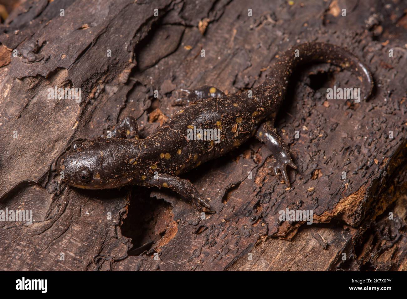 A terrestrial adult Eastern Tiger Salamander (Ambystoma tigrinum) from ...