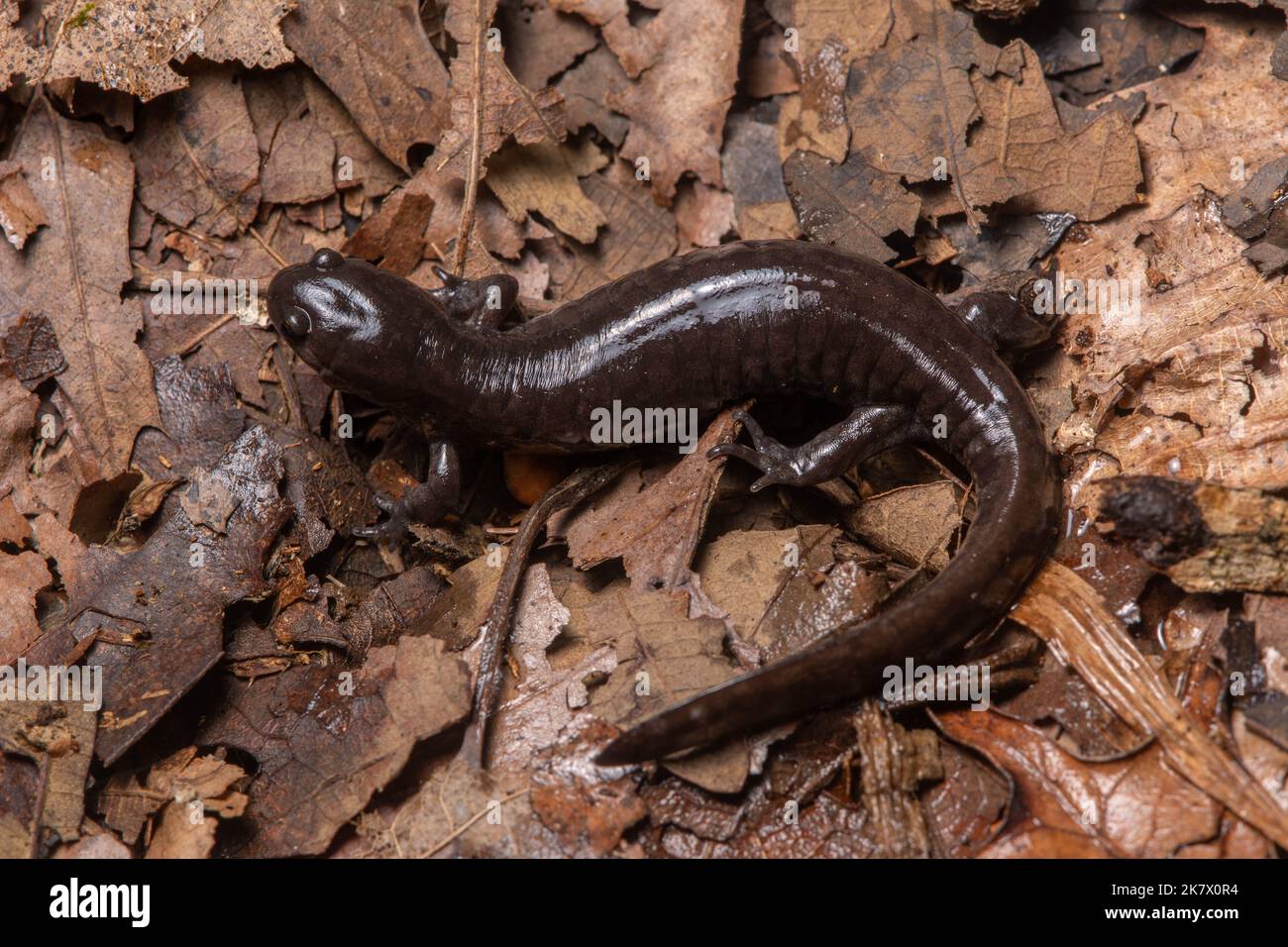 Ambystoma texanum hi-res stock photography and images - Alamy