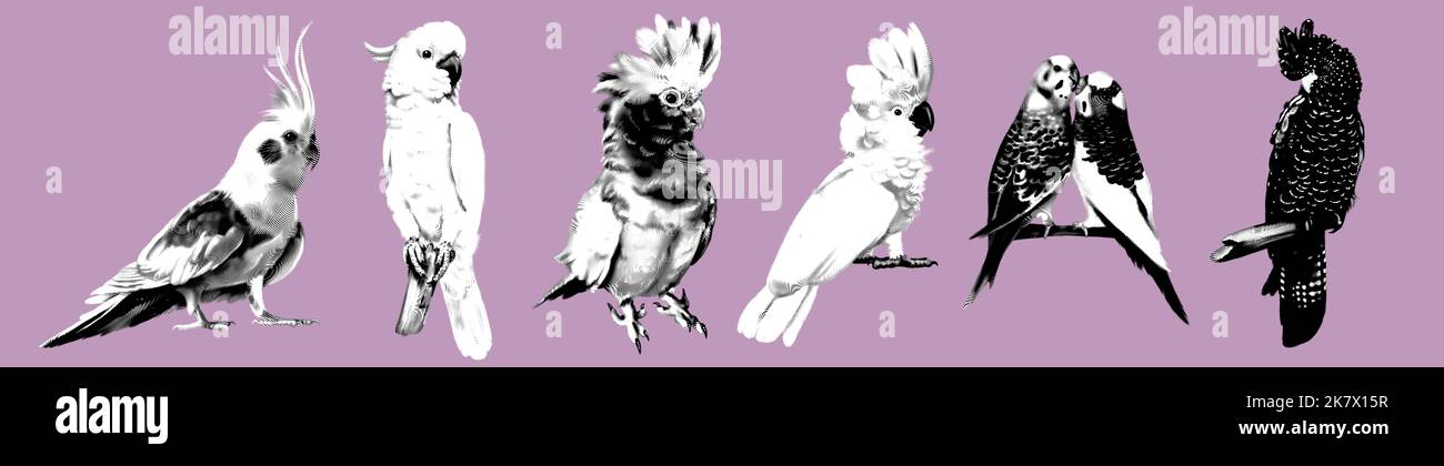 A Large Set Of Graphic Cockatoo Parrots Realistic Illustration Of Parrot Species Macaw Black
