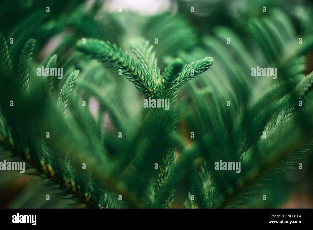 Christmas tree branches.Christmas tree branches background. Green ...