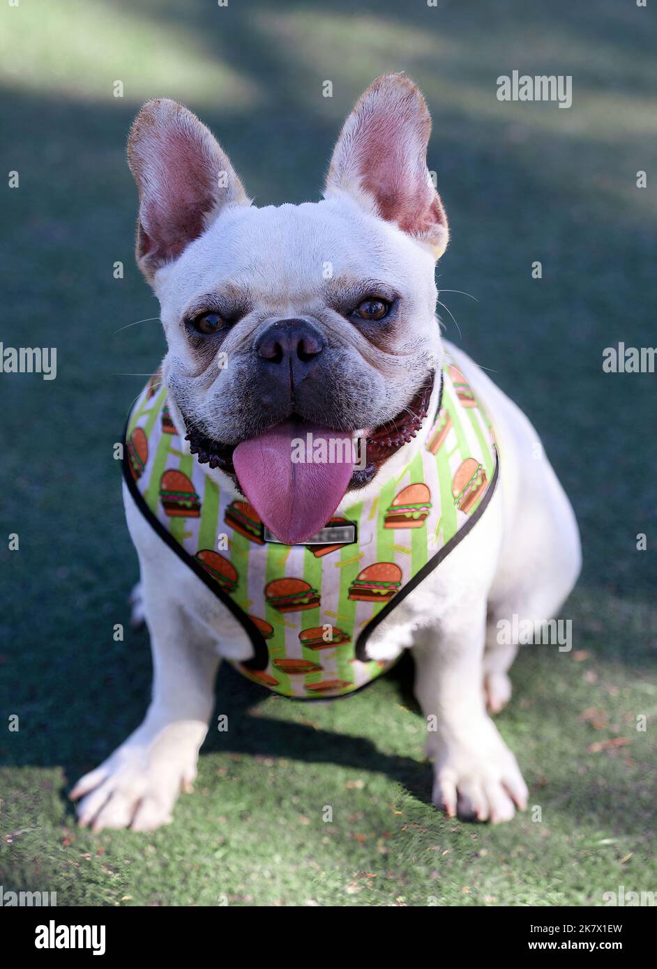10-Months-Old White Cream Male Frenchie Puppy with Tongue Out. Off ...