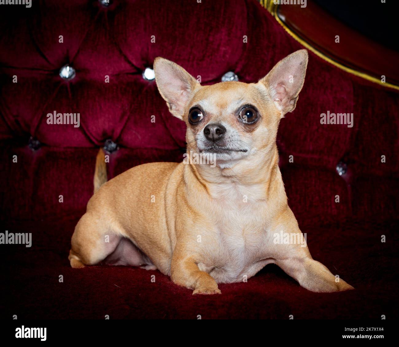 Picture of a Chihuahua in a Professional Studio Environment Stock Photo - Alamy