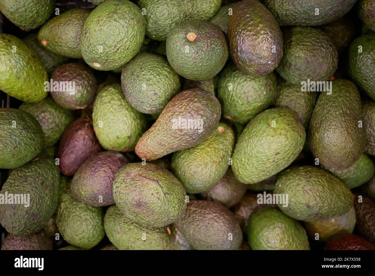 many avocado display for sale at local store Stock Photo - Alamy