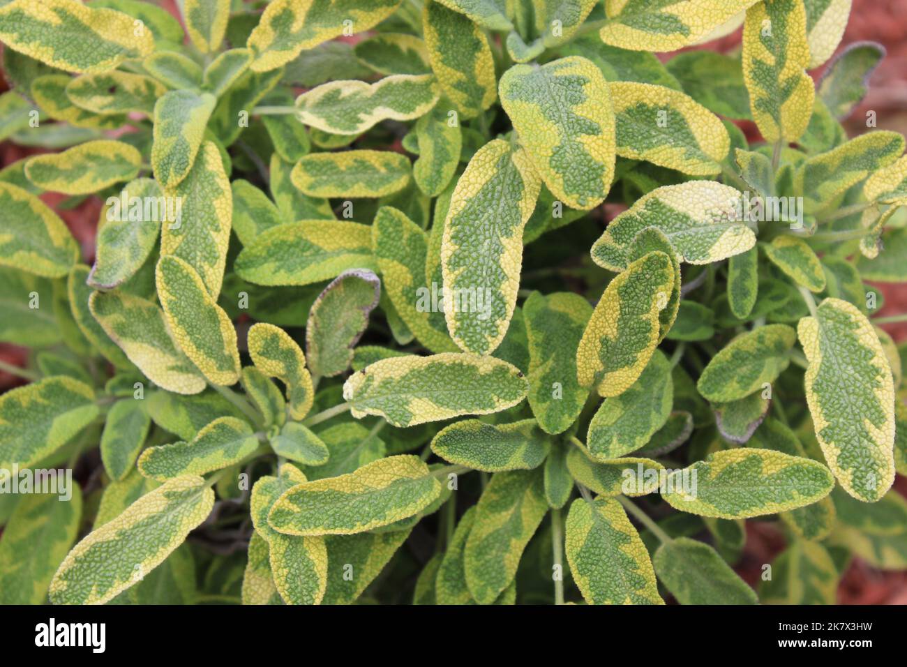 Striped variegated leaves hi-res stock photography and images - Alamy
