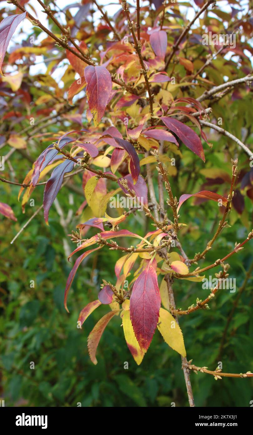 Purple fall foliage hi-res stock photography and images - Alamy