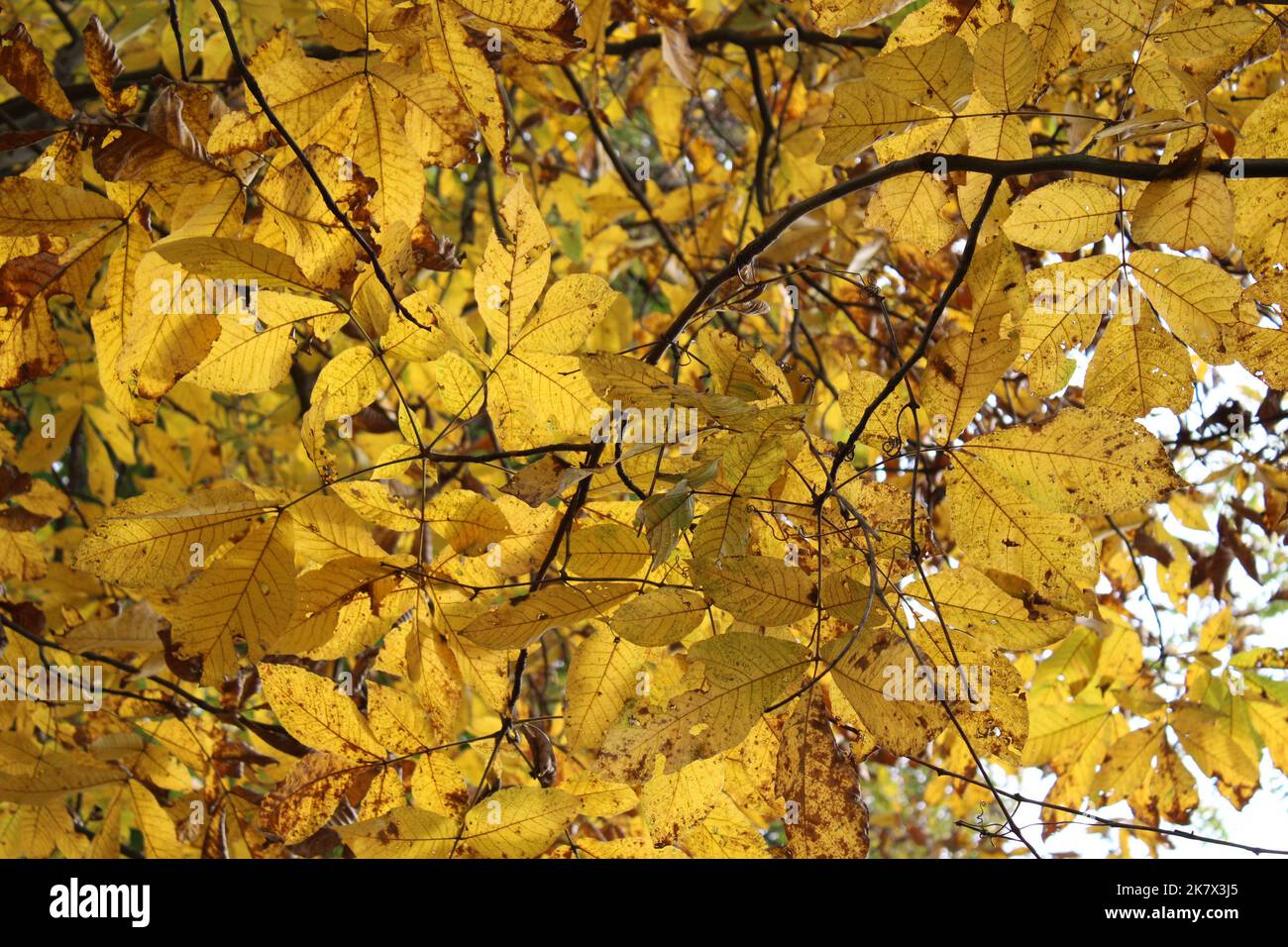 Canopy of golden autumn leaves shagbark hickory hi-res stock ...