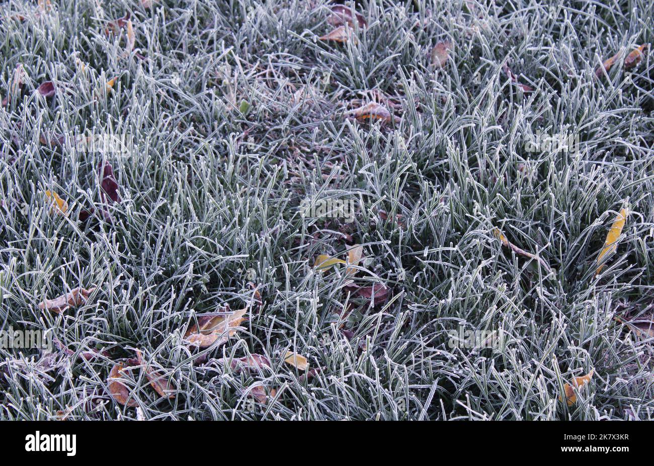 A Frosty Lawn Grass Texture Stock Photo - Alamy