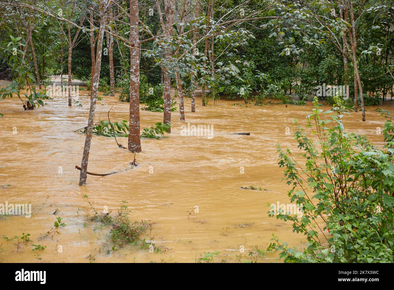 Flood on rubber tree field Stock Photo - Alamy