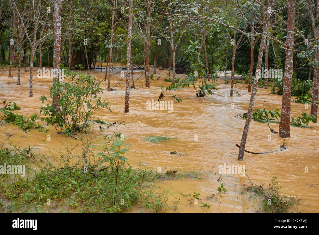 Flood on rubber tree field Stock Photo - Alamy
