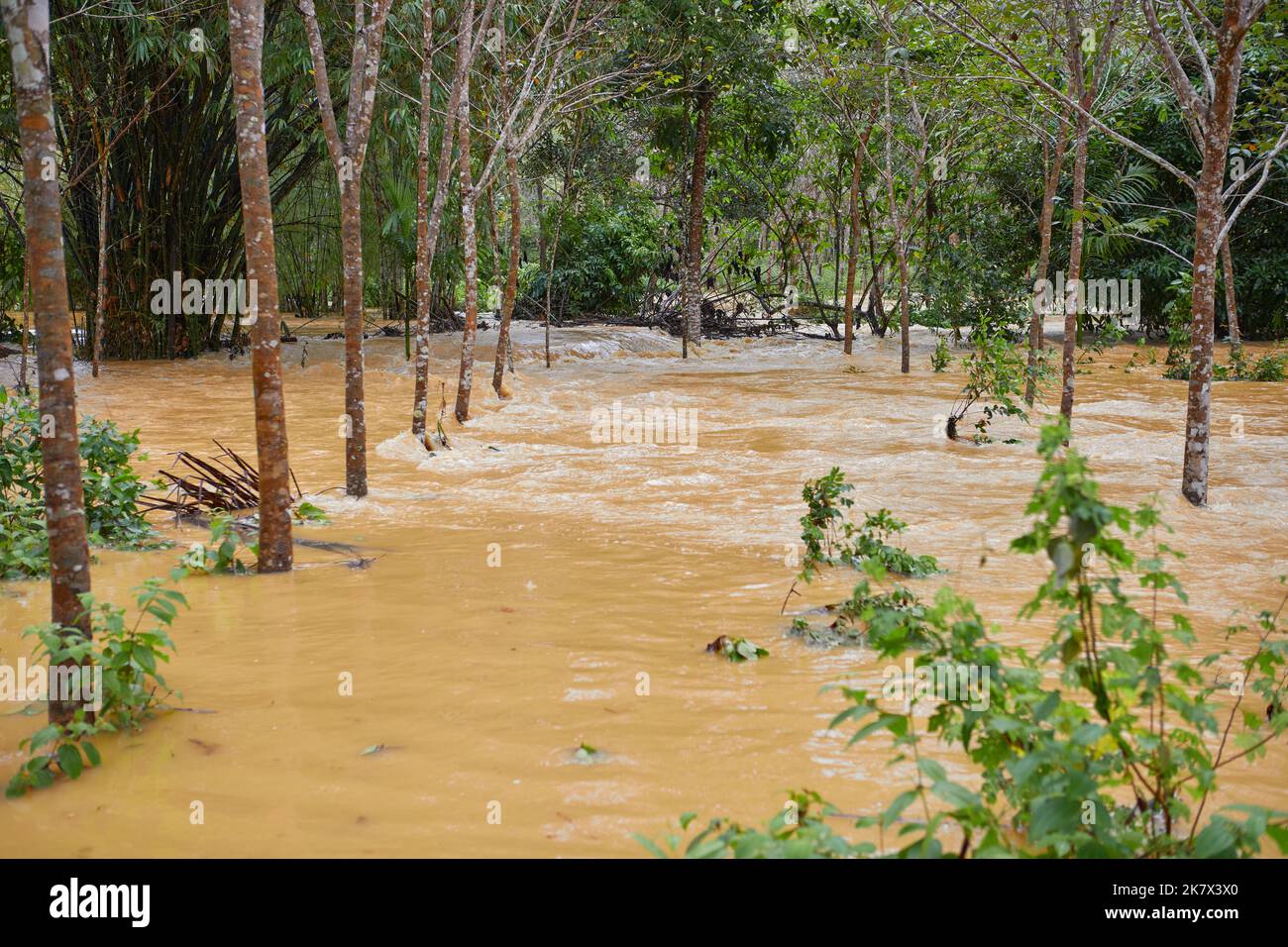 Flood on rubber tree field Stock Photo - Alamy