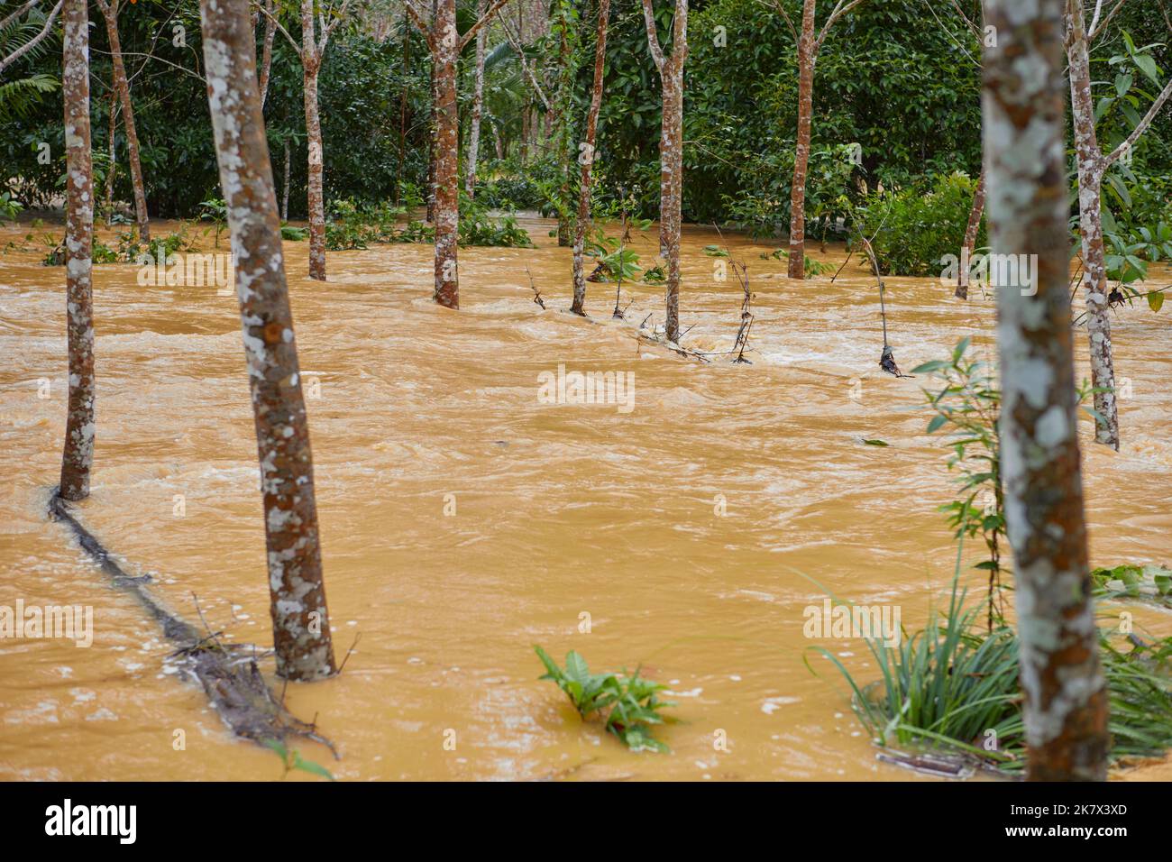 Flood on rubber tree field Stock Photo - Alamy