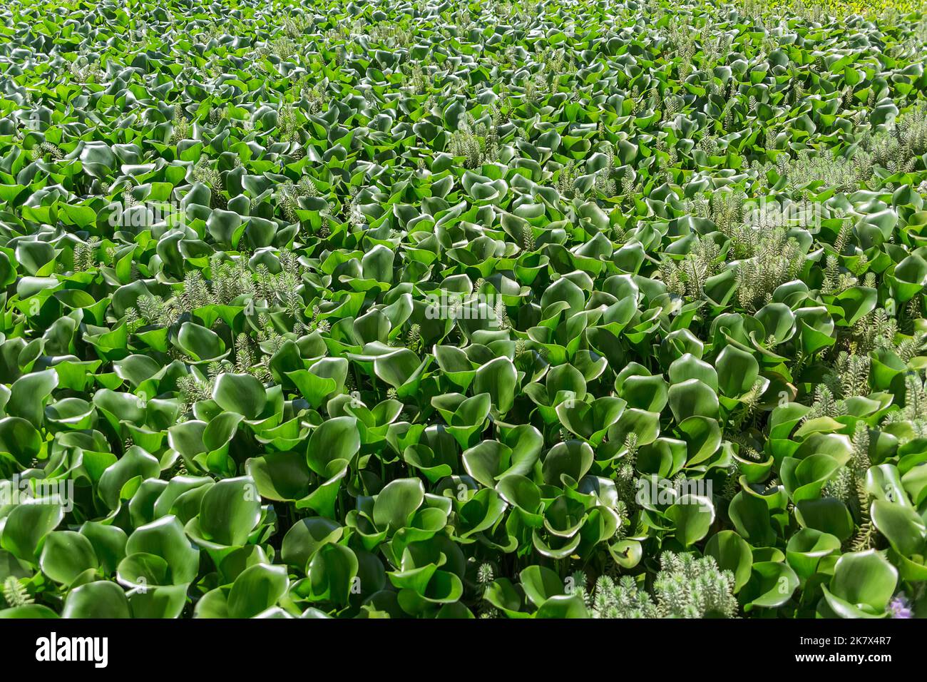 Huge panoramic view of a hyacinth field, Wild-type Hyacinthus ...