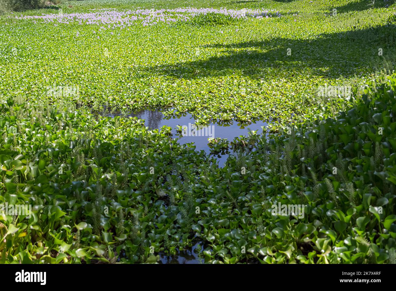 Huge panoramic view of a hyacinth field, Wild-type Hyacinthus ...
