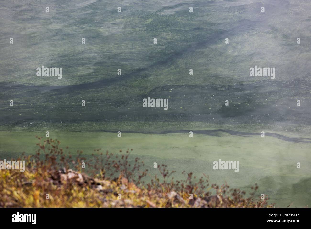 Freh water algae carpet hi-res stock photography and images - Alamy