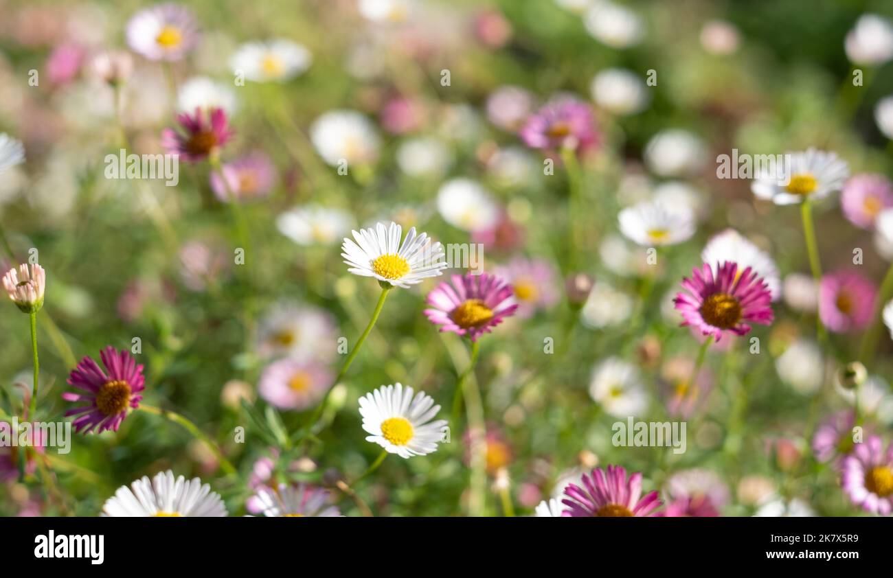 Long stem daisies hi-res stock photography and images - Alamy