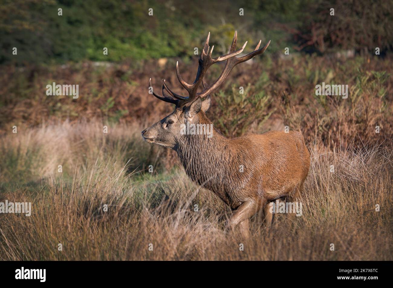 Red deer stag has picked up a female scent ready to mate in the rutting ...
