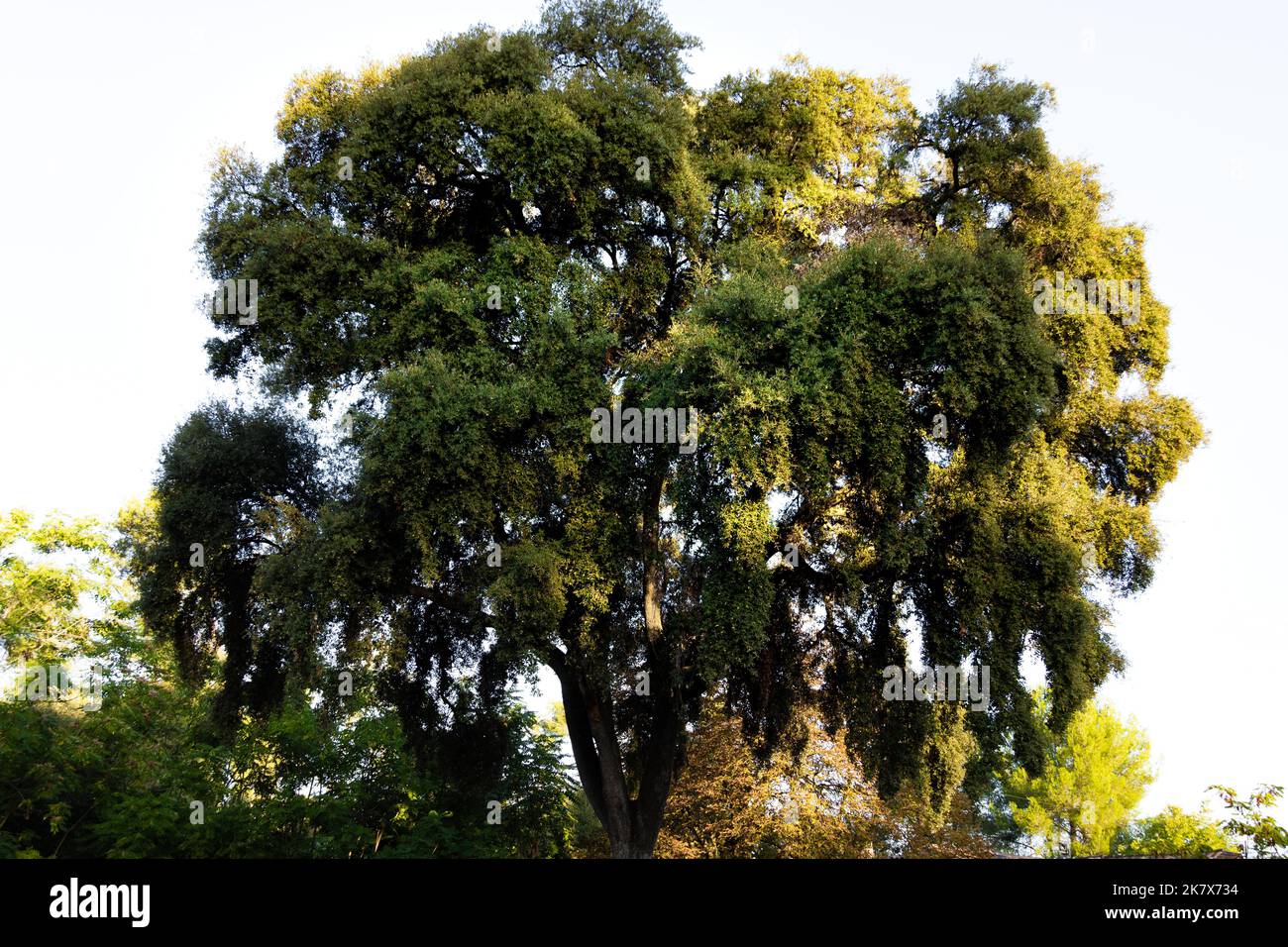 Splendid oak from the Mediterranean forest, illuminated by the first ...