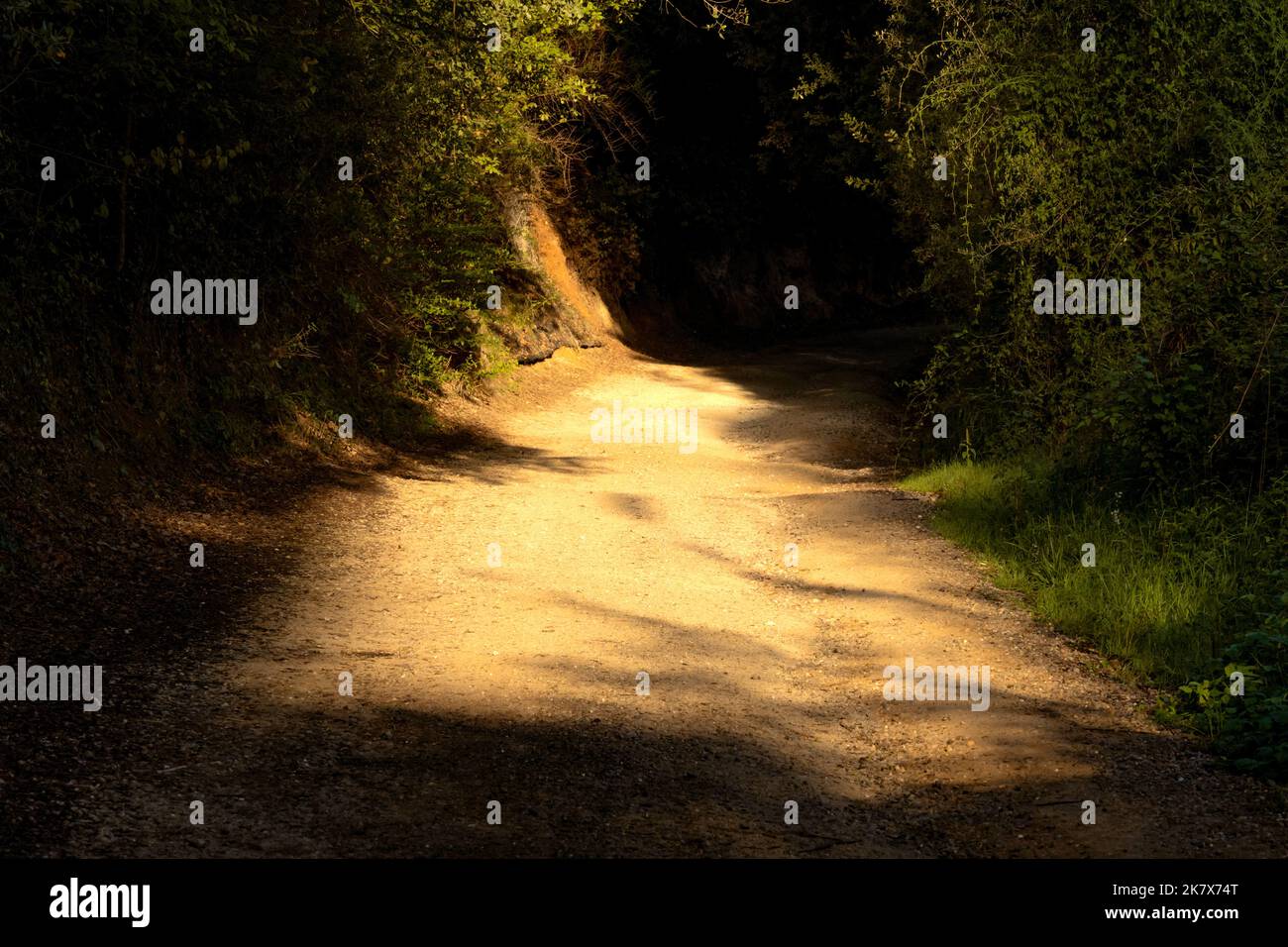 Leafy and dark path illuminated by the morning sun Stock Photo - Alamy