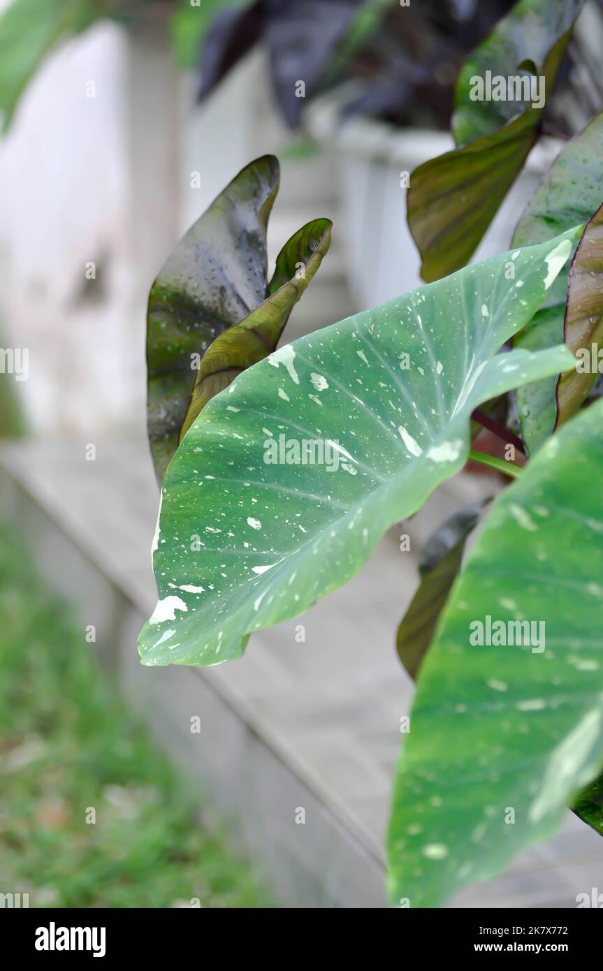 Colocasia White Lava or Colocasia variegated or bicolor colocasia Stock ...