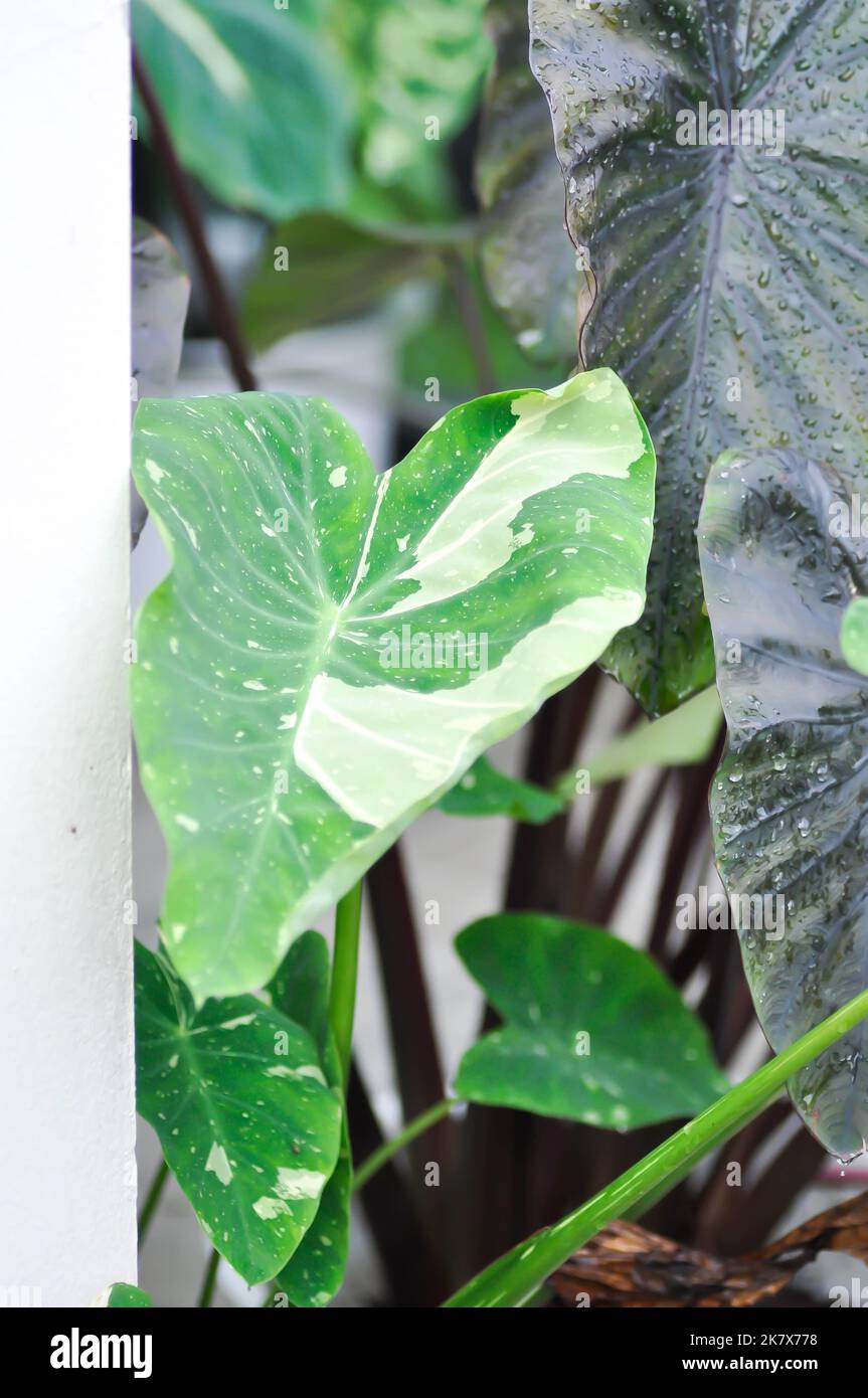 Colocasia White Lava or Colocasia variegated or bicolor colocasia Stock ...
