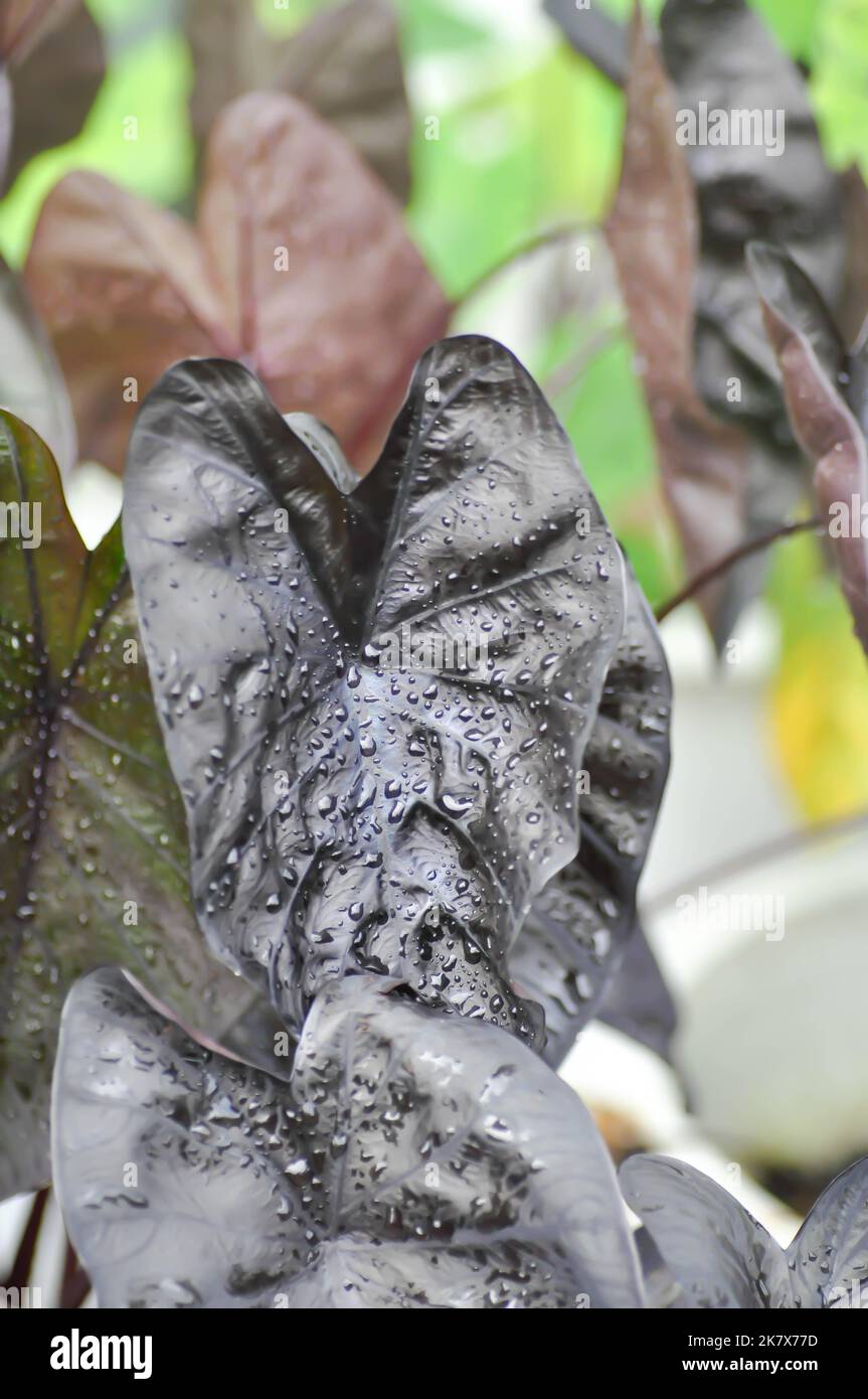 colocasia black ripple , Colocasia or black Colocasia plant and ...