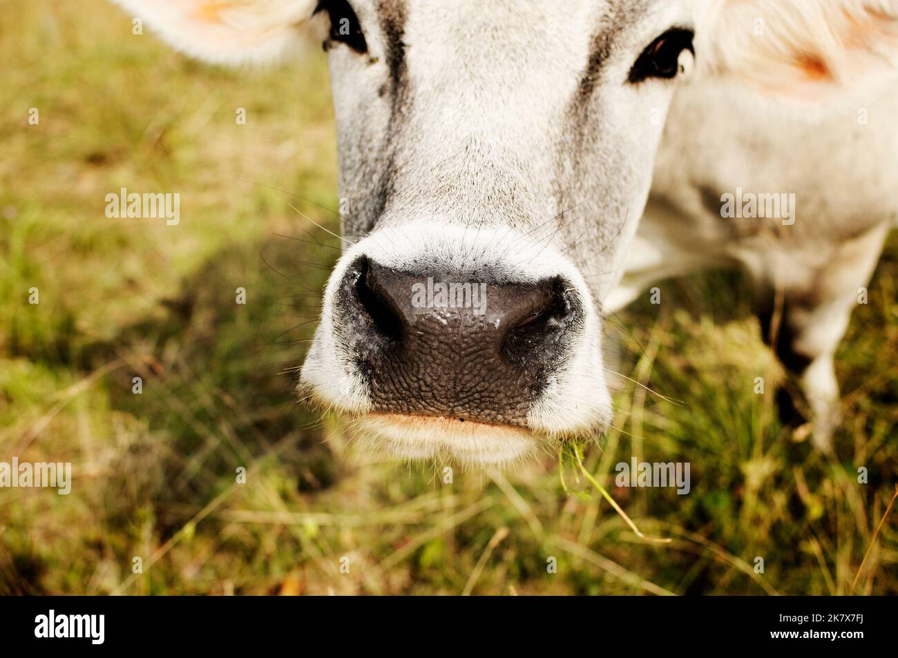 Working cow horse hi-res stock photography and images - Alamy