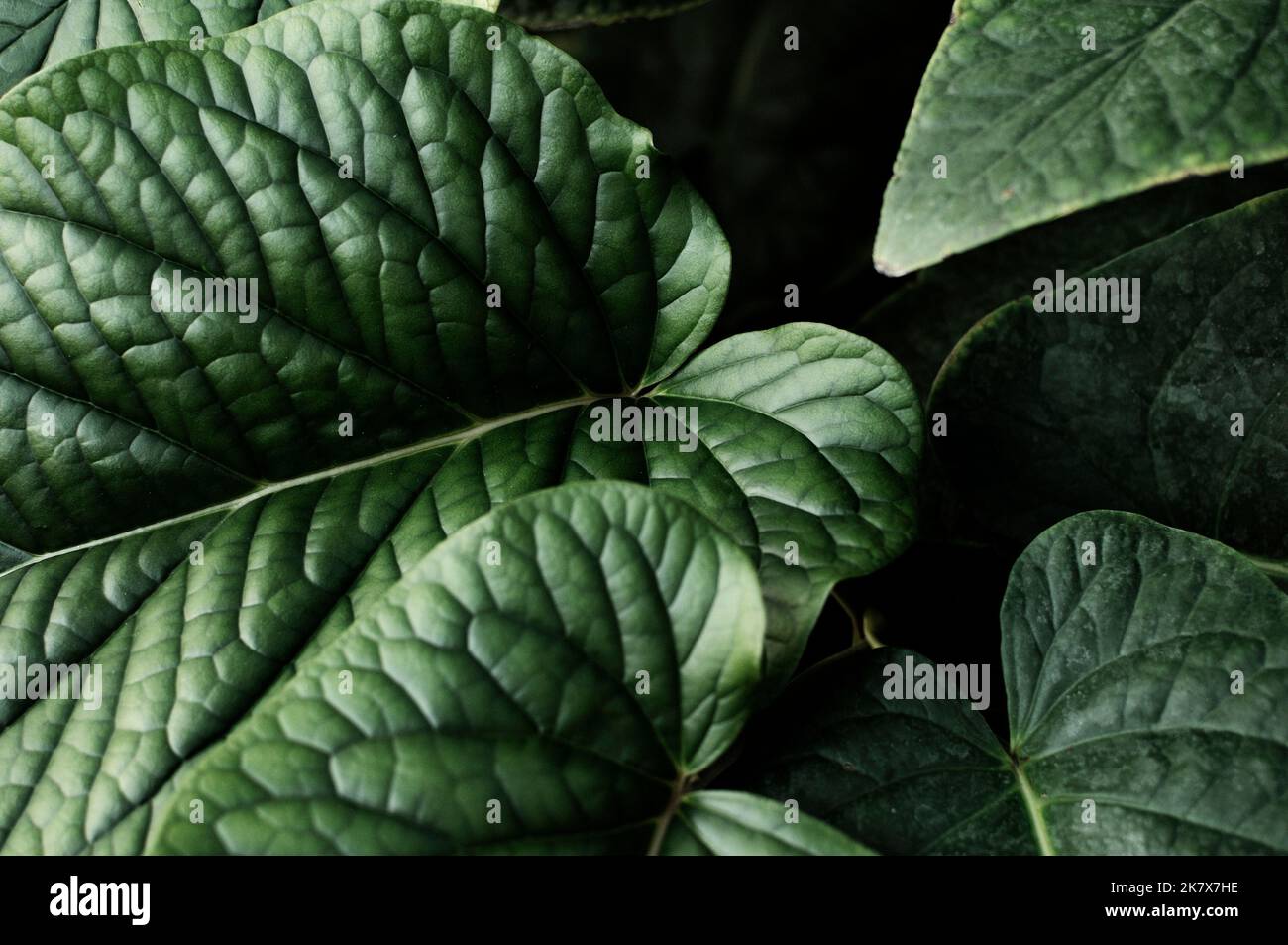 Green leaf in dim light Stock Photo - Alamy