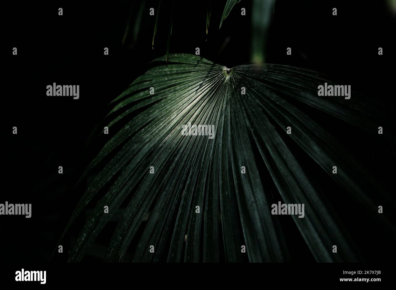 Green leaf in dim light Stock Photo - Alamy