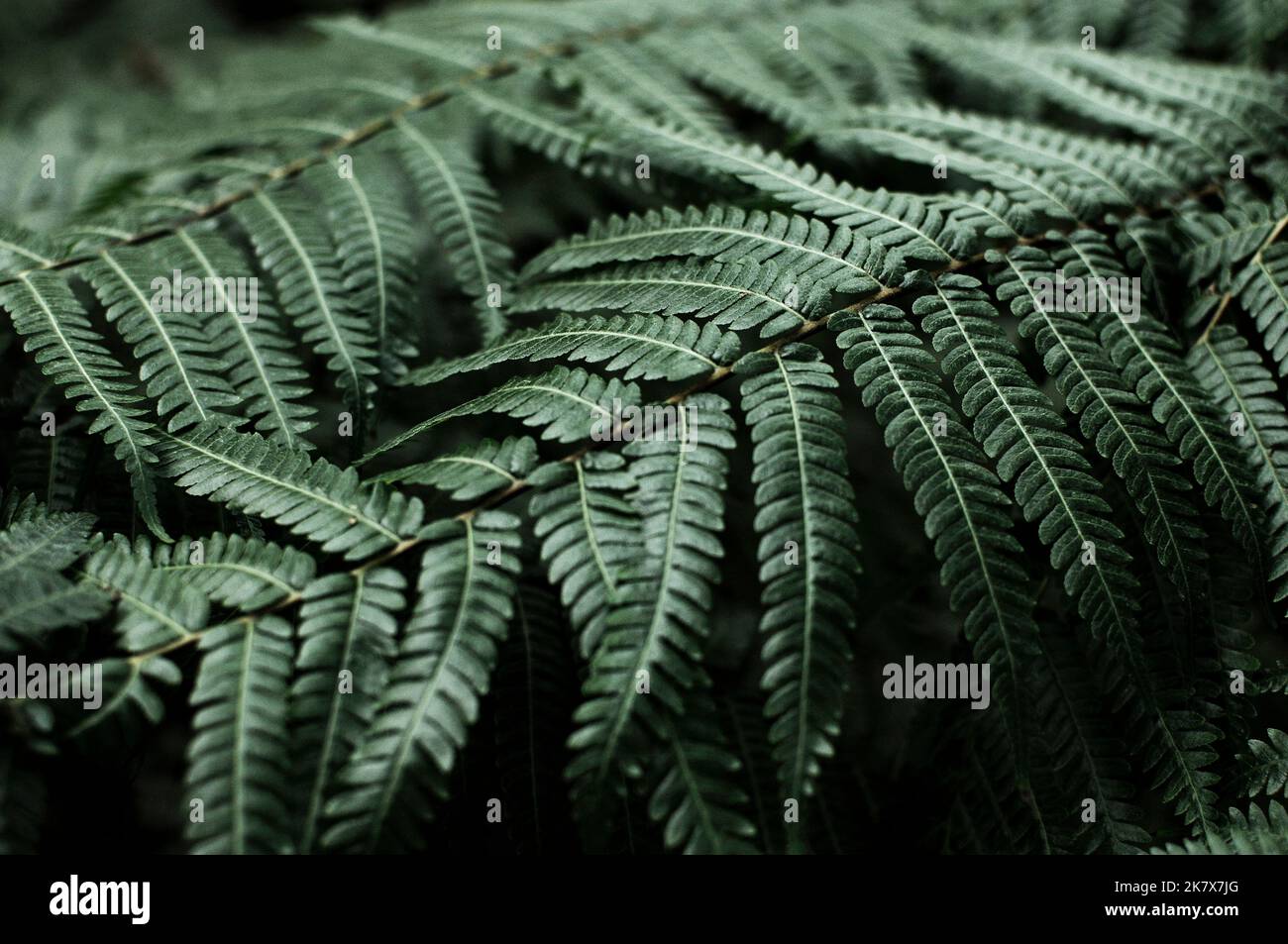 Fern in dim light Stock Photo - Alamy