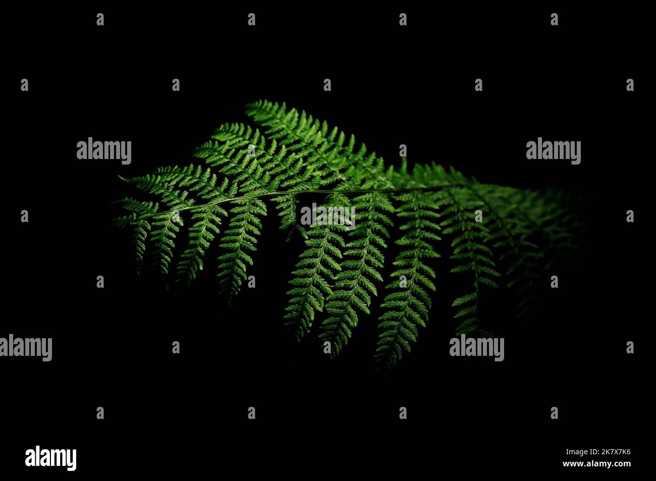 Fern in dim light Stock Photo - Alamy