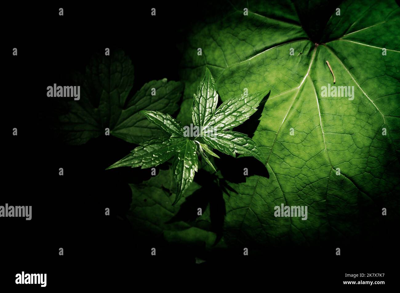 Green leaf in dim light Stock Photo - Alamy