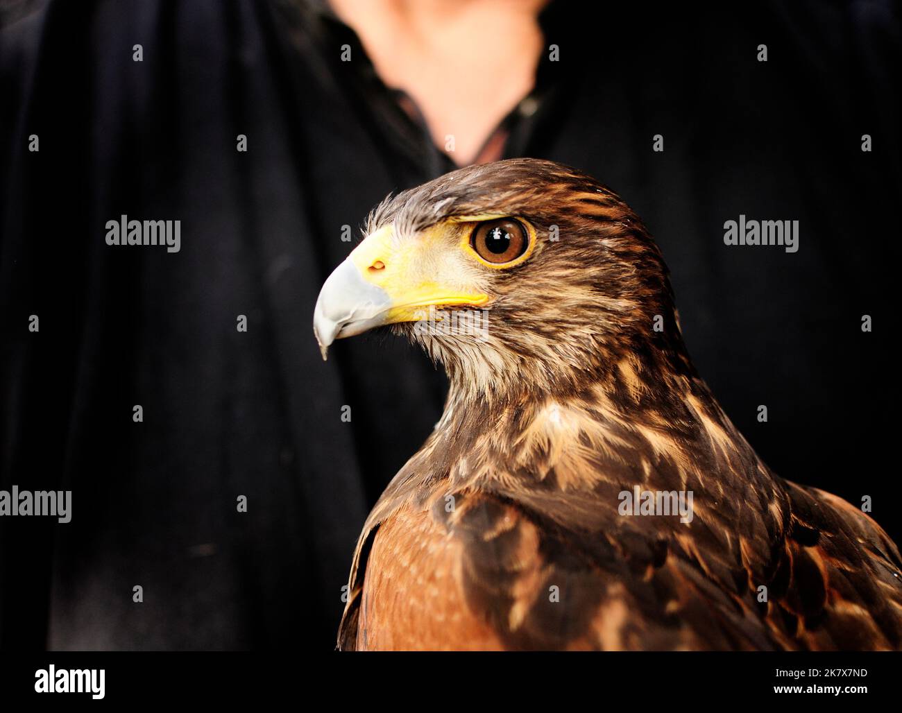 Human to eagle hi-res stock photography and images - Alamy