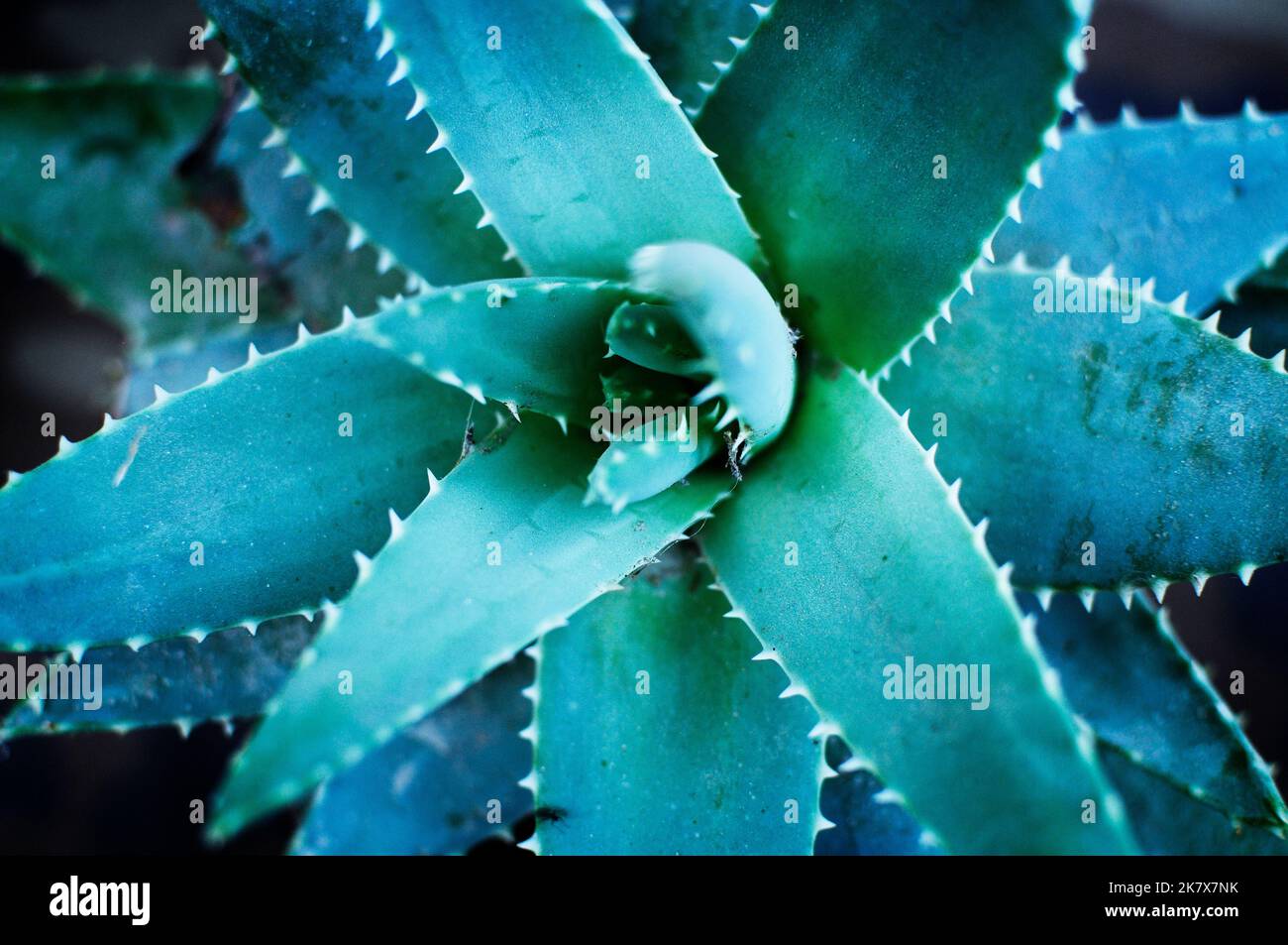 Agave farmer hi-res stock photography and images - Alamy