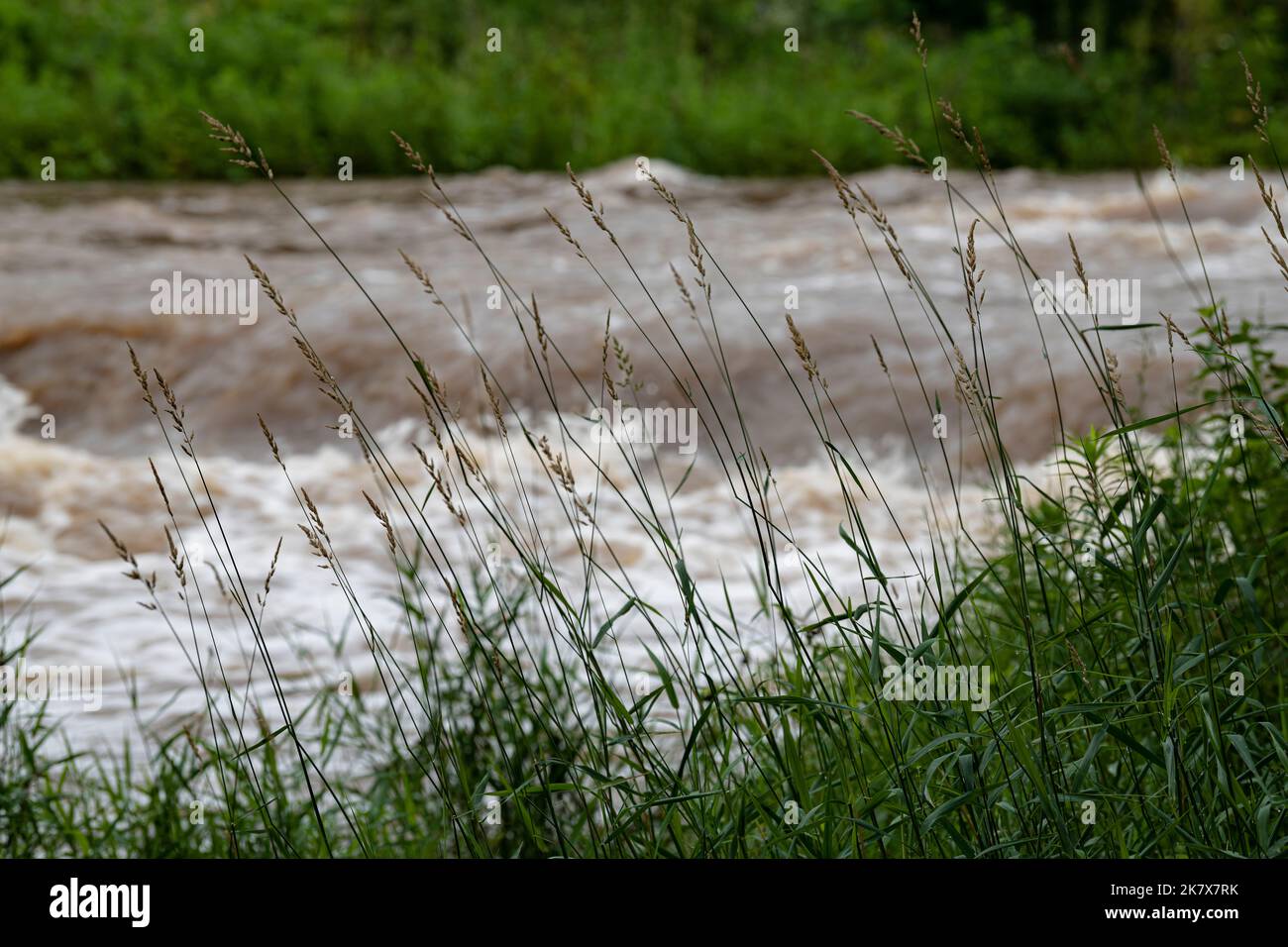 Shoreline grasses watch Prairie Creek at Flood Level, Des Plaines River ...