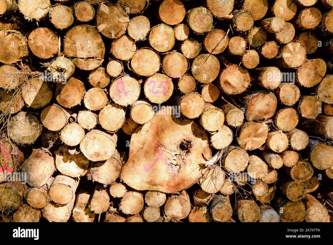 tree trunks stacked Stock Photo - Alamy