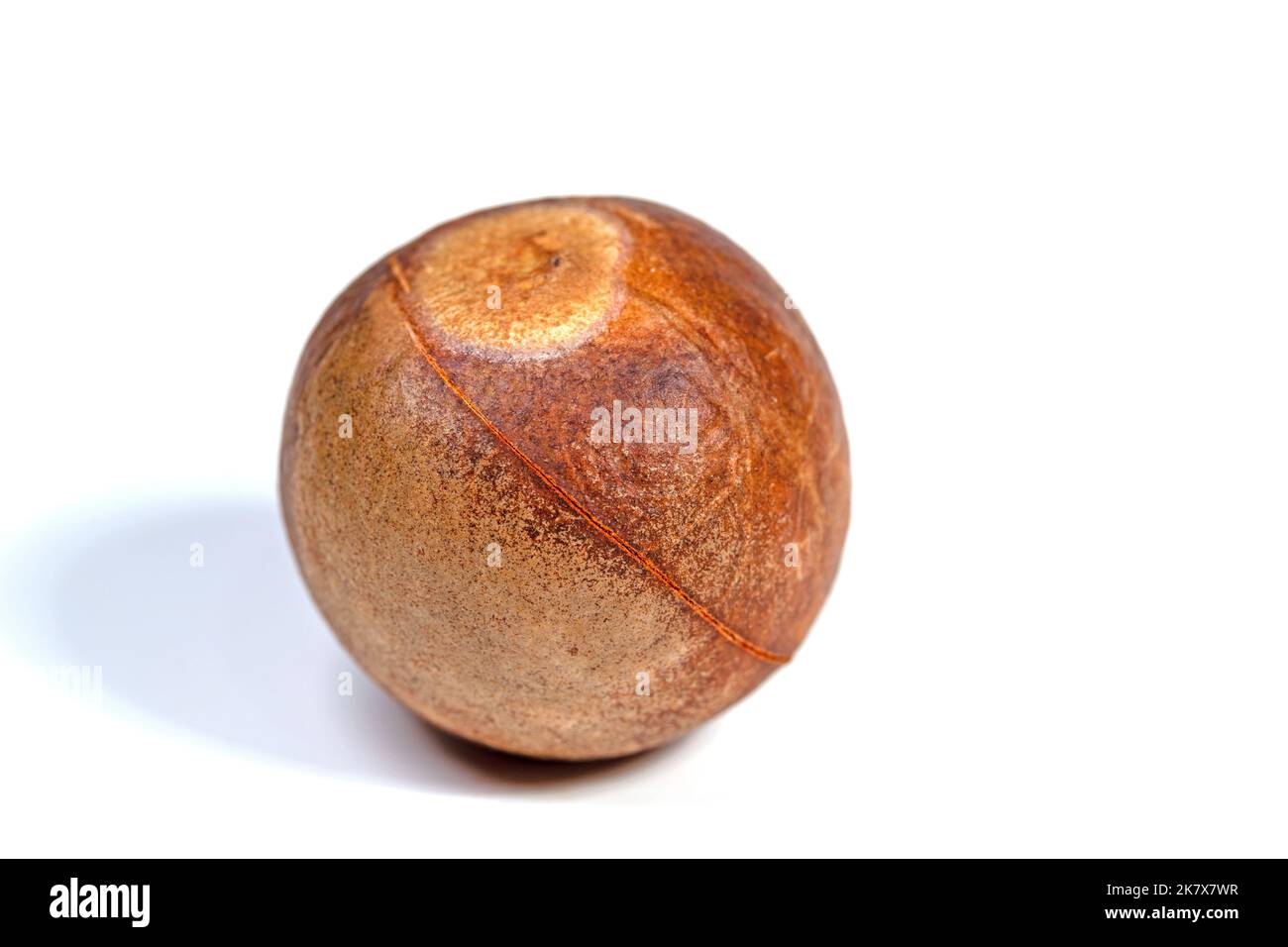 Avocado core isolated against white background Stock Photo - Alamy