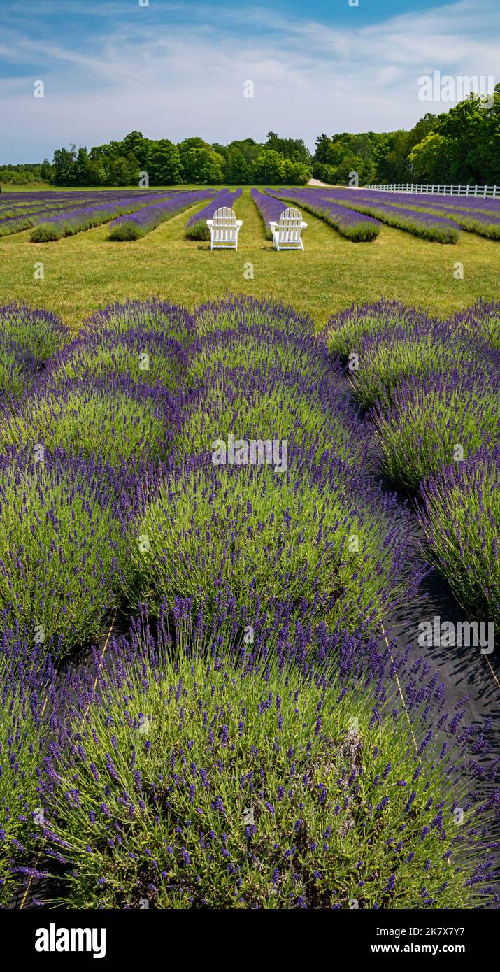 Rows of lavender are at a farm on Washington Island in Door County ...