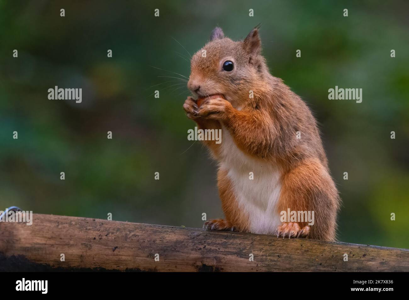Red Squirrel (Sciurus vulgaris) enjoying a hazelnut at Cluny House ...