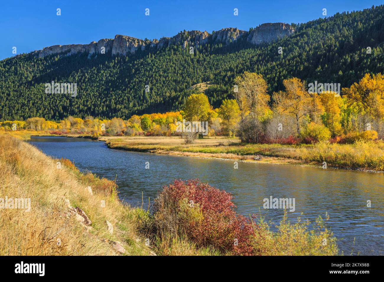 fall colors below high cliffs along the clark fork river near drummond ...