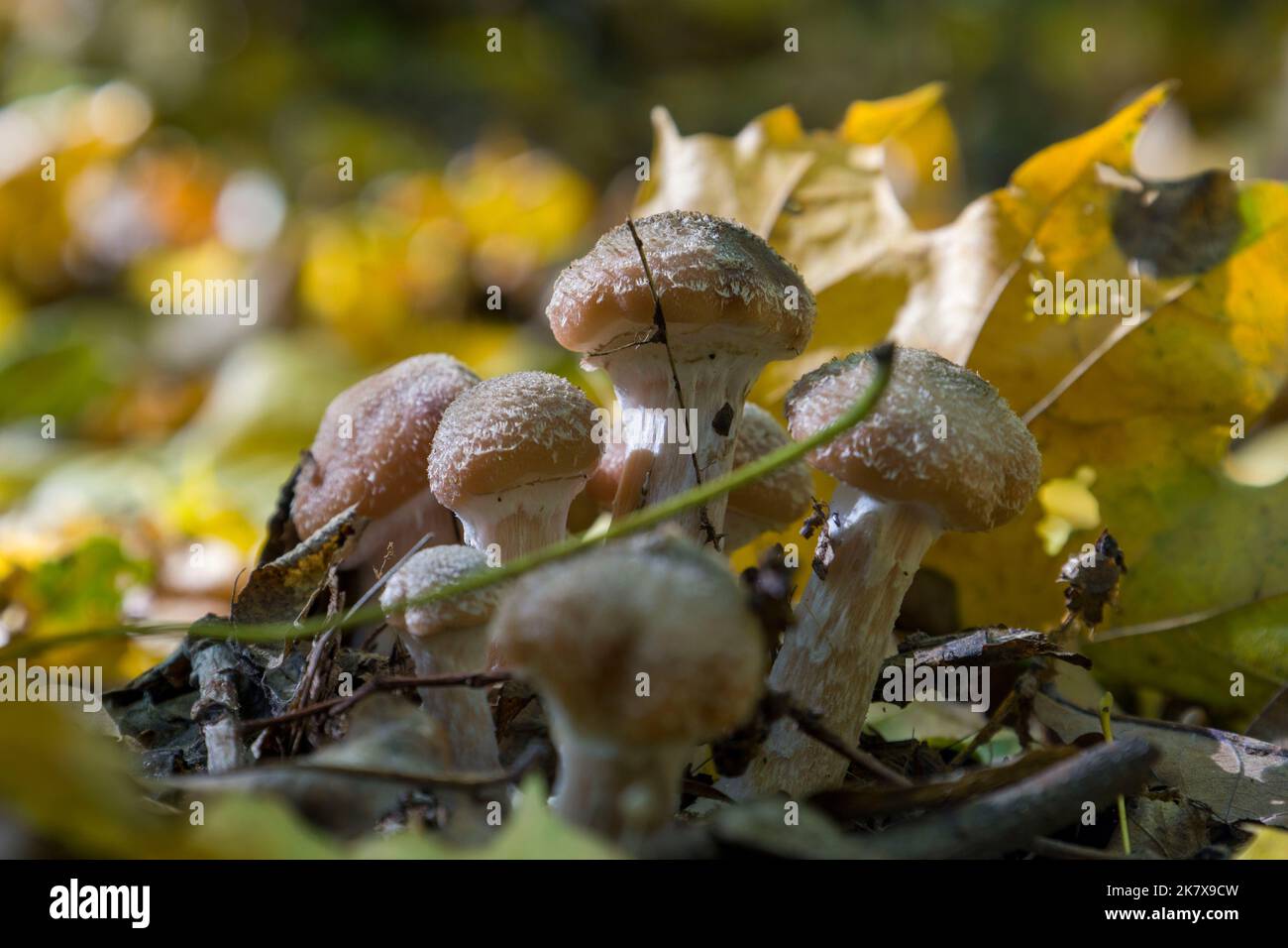 Boletus mushrooms on green moss. Selective focus Stock Photo - Alamy