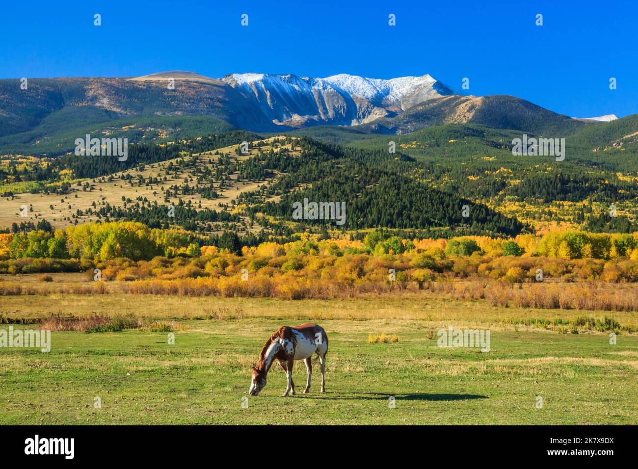 horse in a pasture below mount haggin in the anaconda range in autumn ...