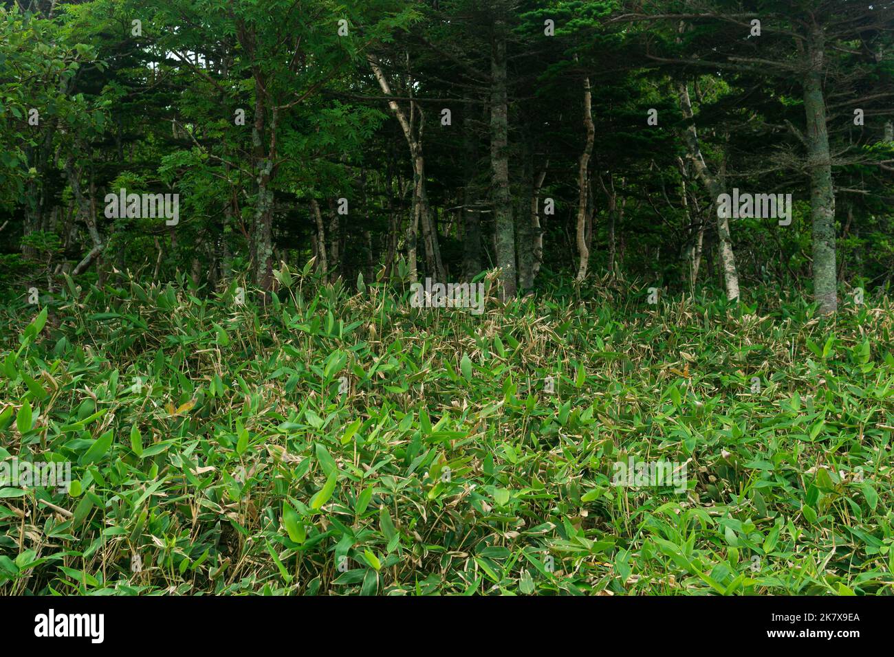 forest landscape of the island of Kunashir, twisted trees and ...