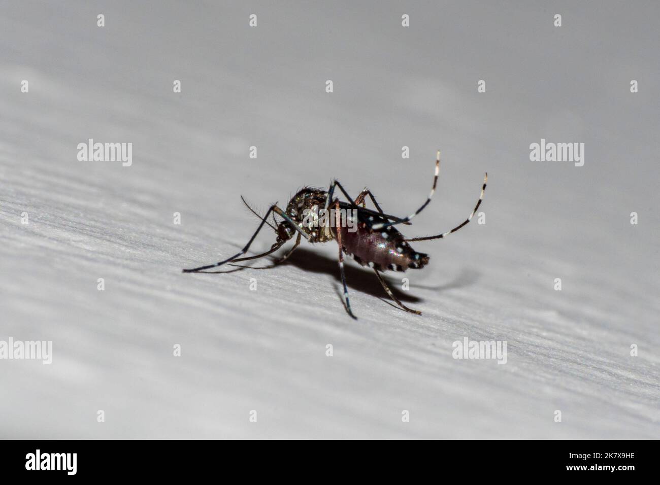 Mosquito specimen in the foreground on the wall of a wall Stock Photo ...