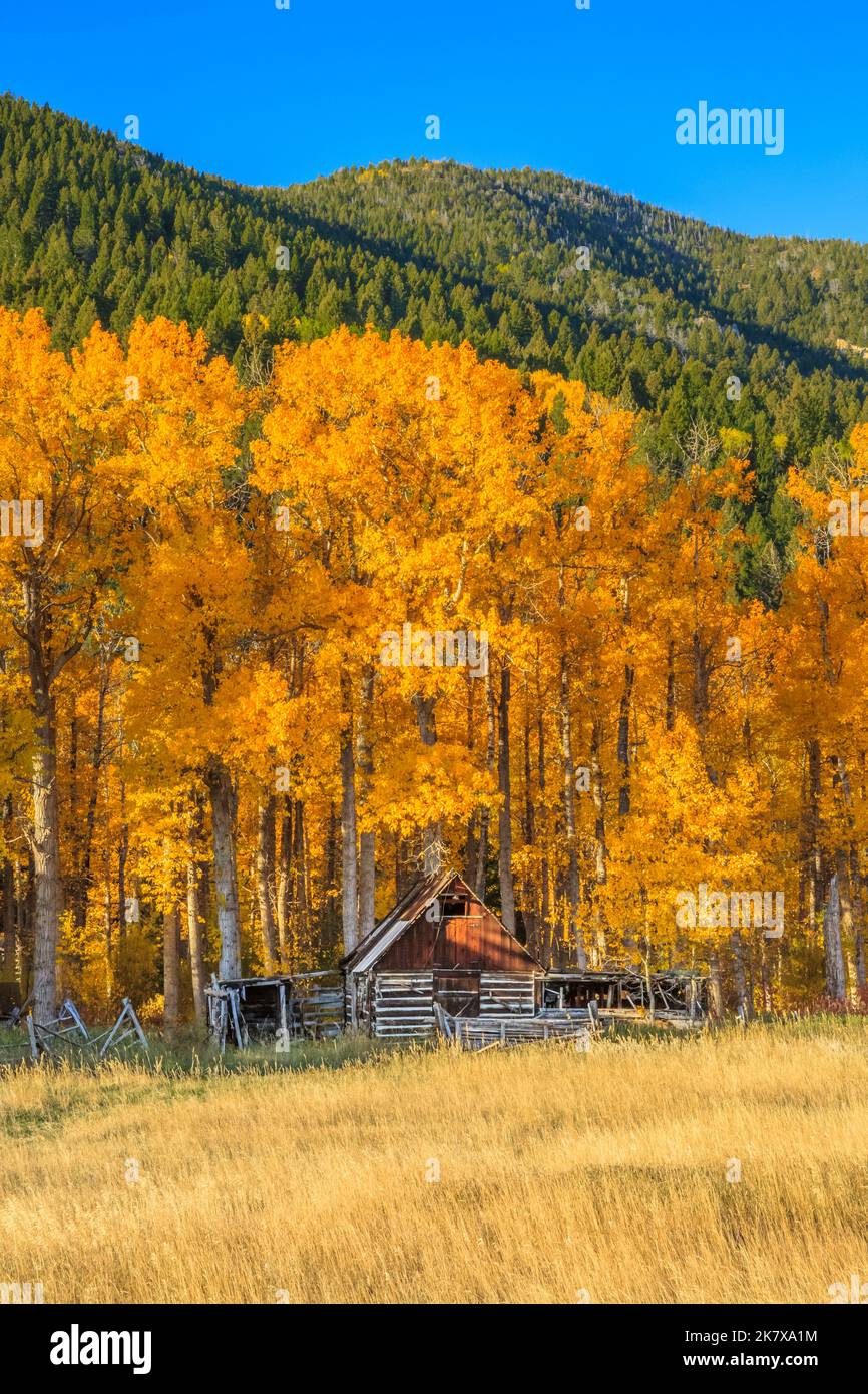 old log cabin and fall colors near anaconda, montana Stock Photo - Alamy