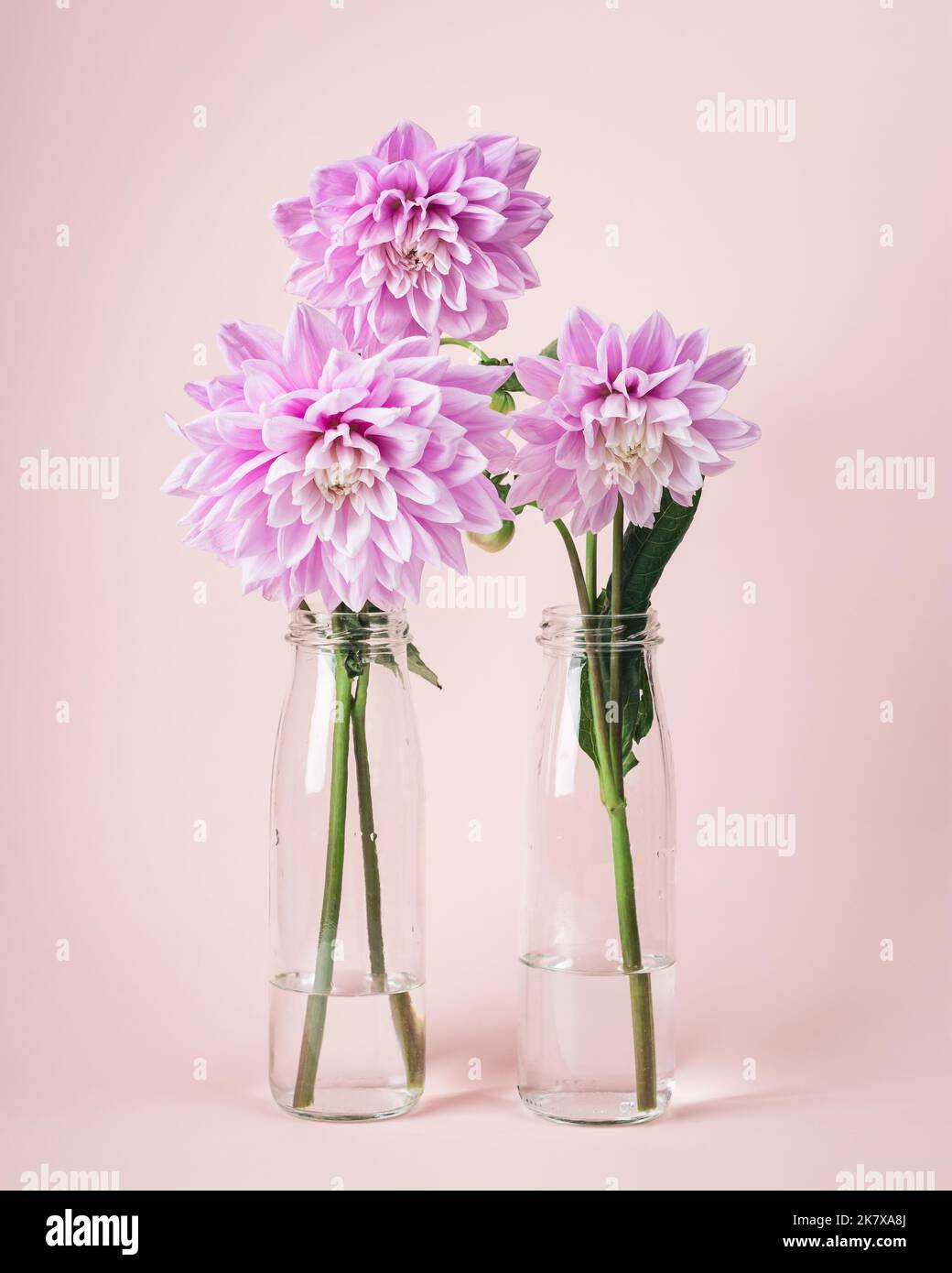 Pink dahlia flowers in glass bottles vases on a colored background ...
