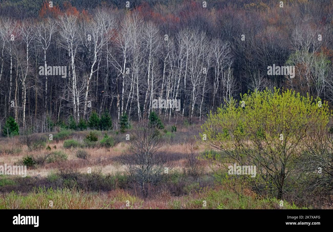 Steinke Basin shows spring color, Devil's Lake State Park, Sauk County ...