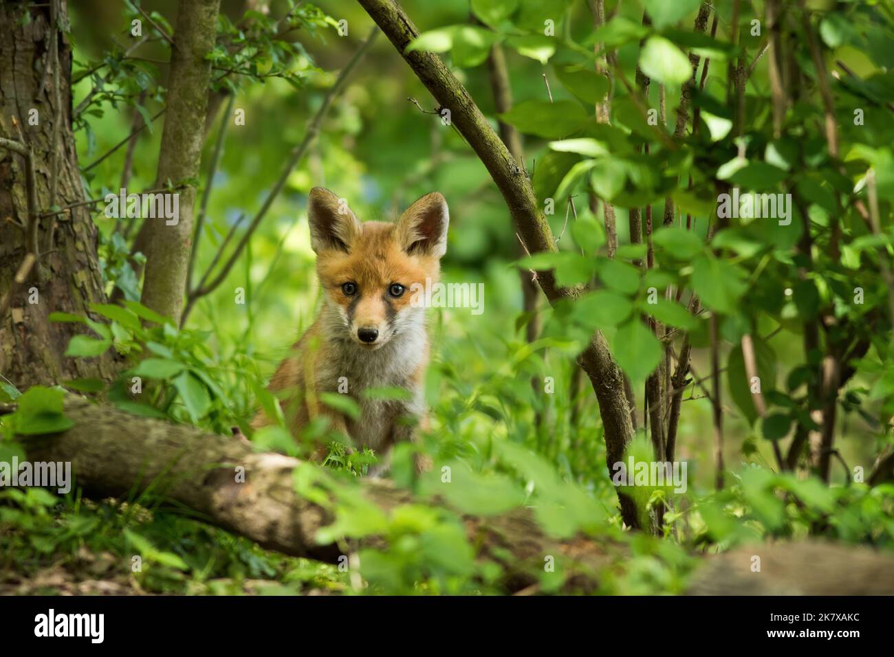 Fresh young fox cub hi-res stock photography and images - Alamy